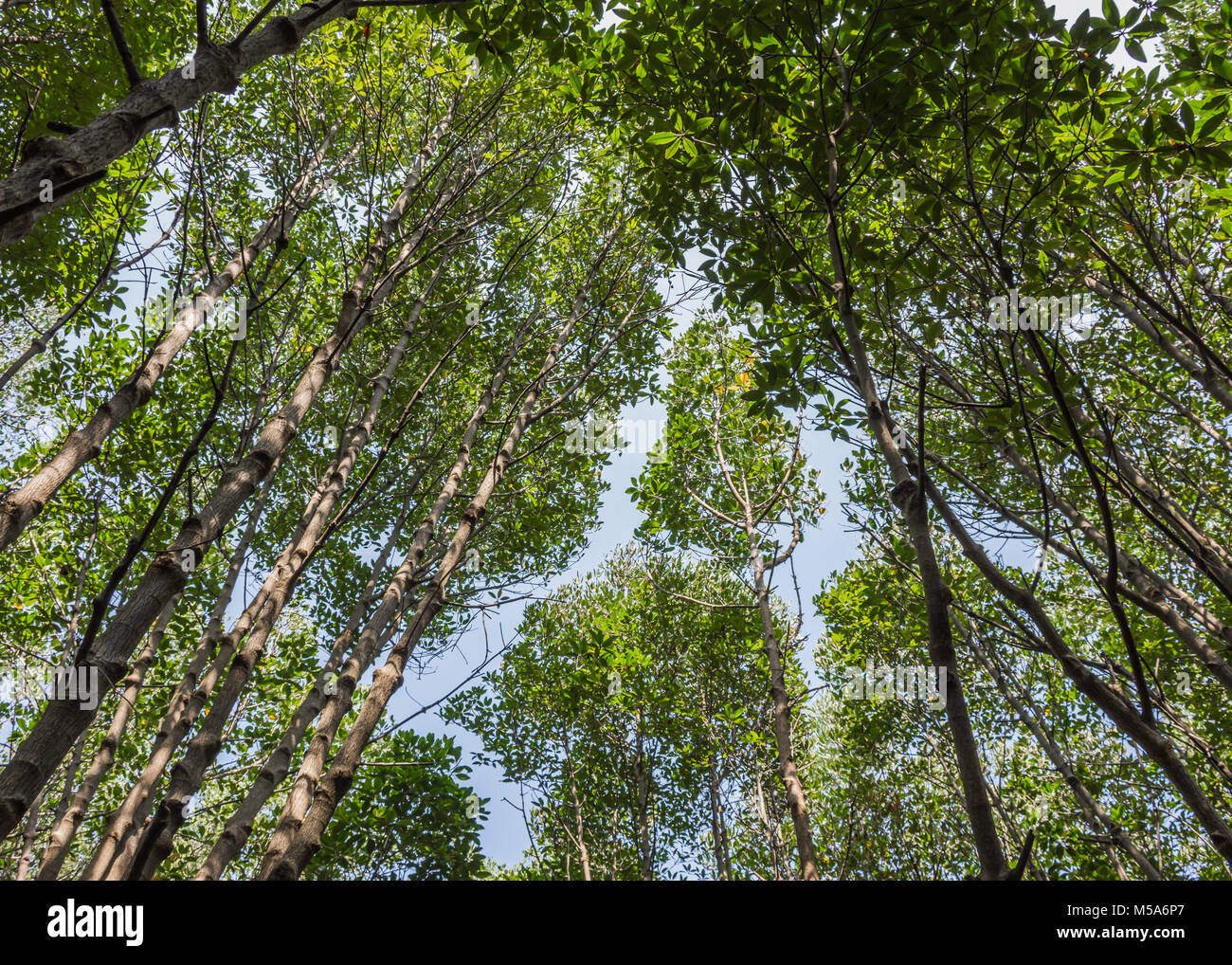 Mangroves wood hi-res stock photography and images - Alamy
