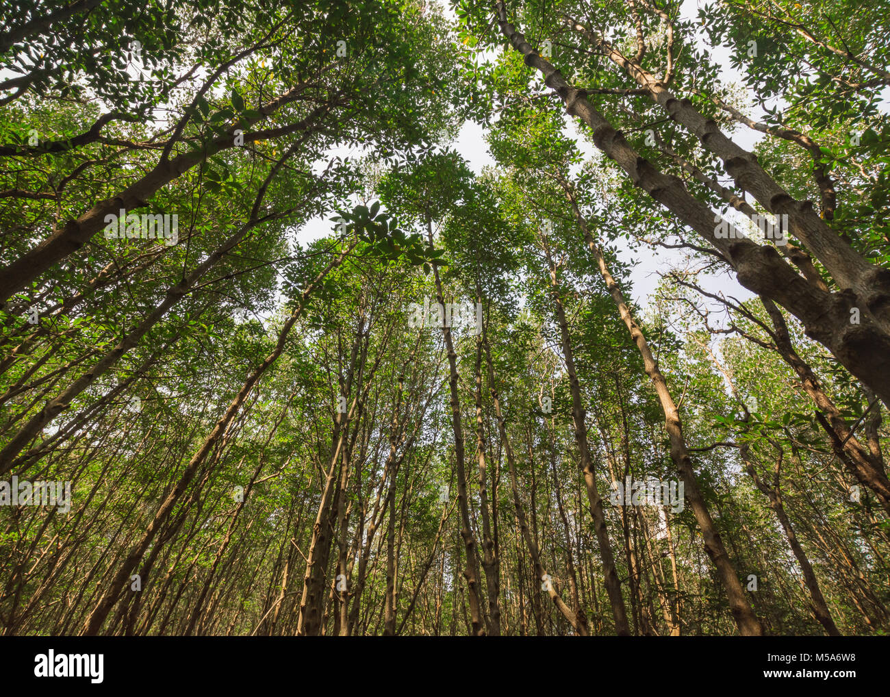 Mangroves wood hi-res stock photography and images - Alamy