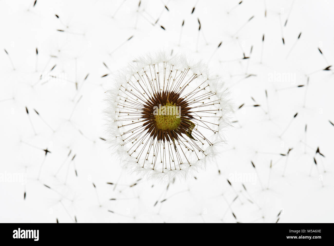 Pusteblume hi-res stock photography and images - Alamy