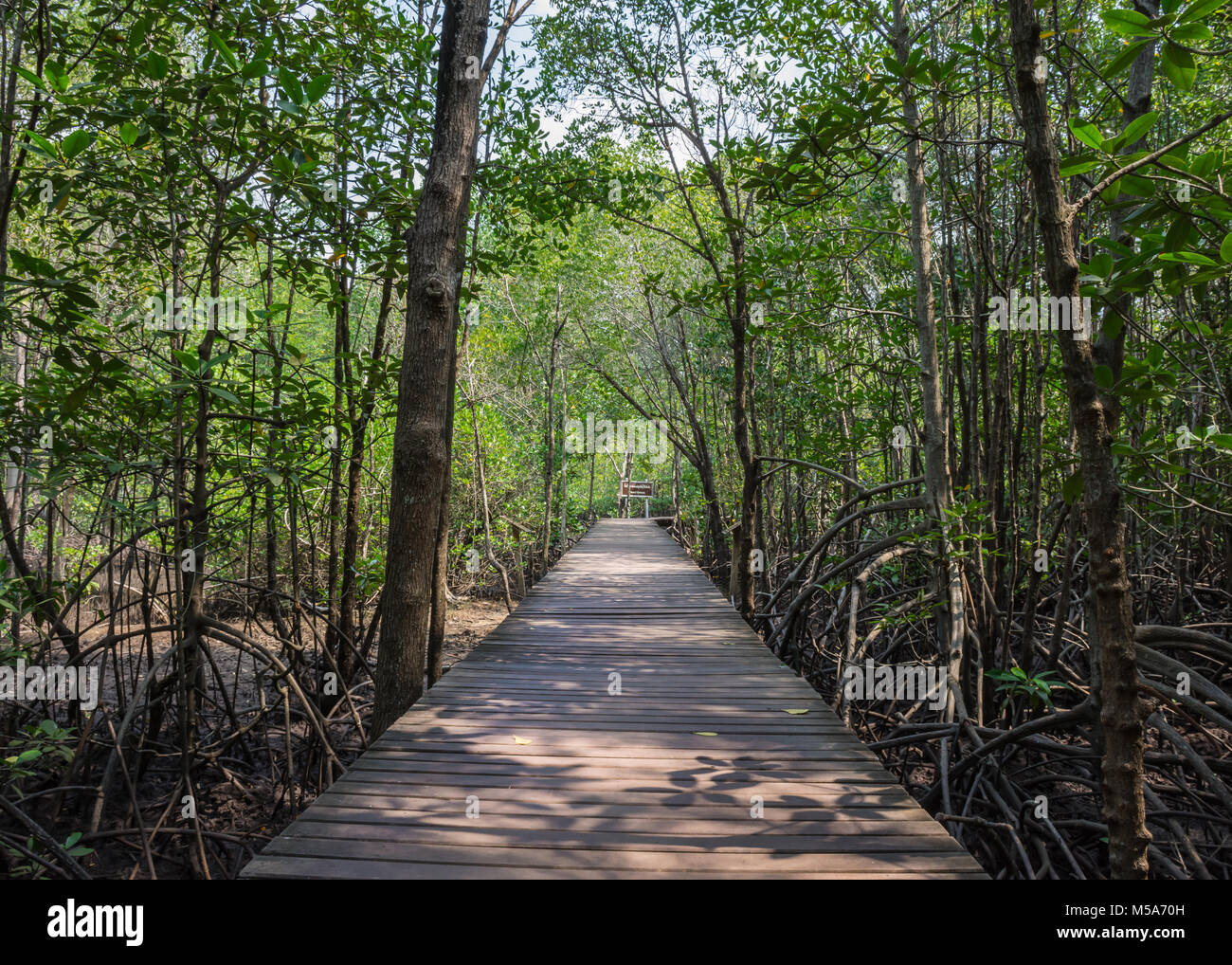 Mangroves wood hi-res stock photography and images - Alamy