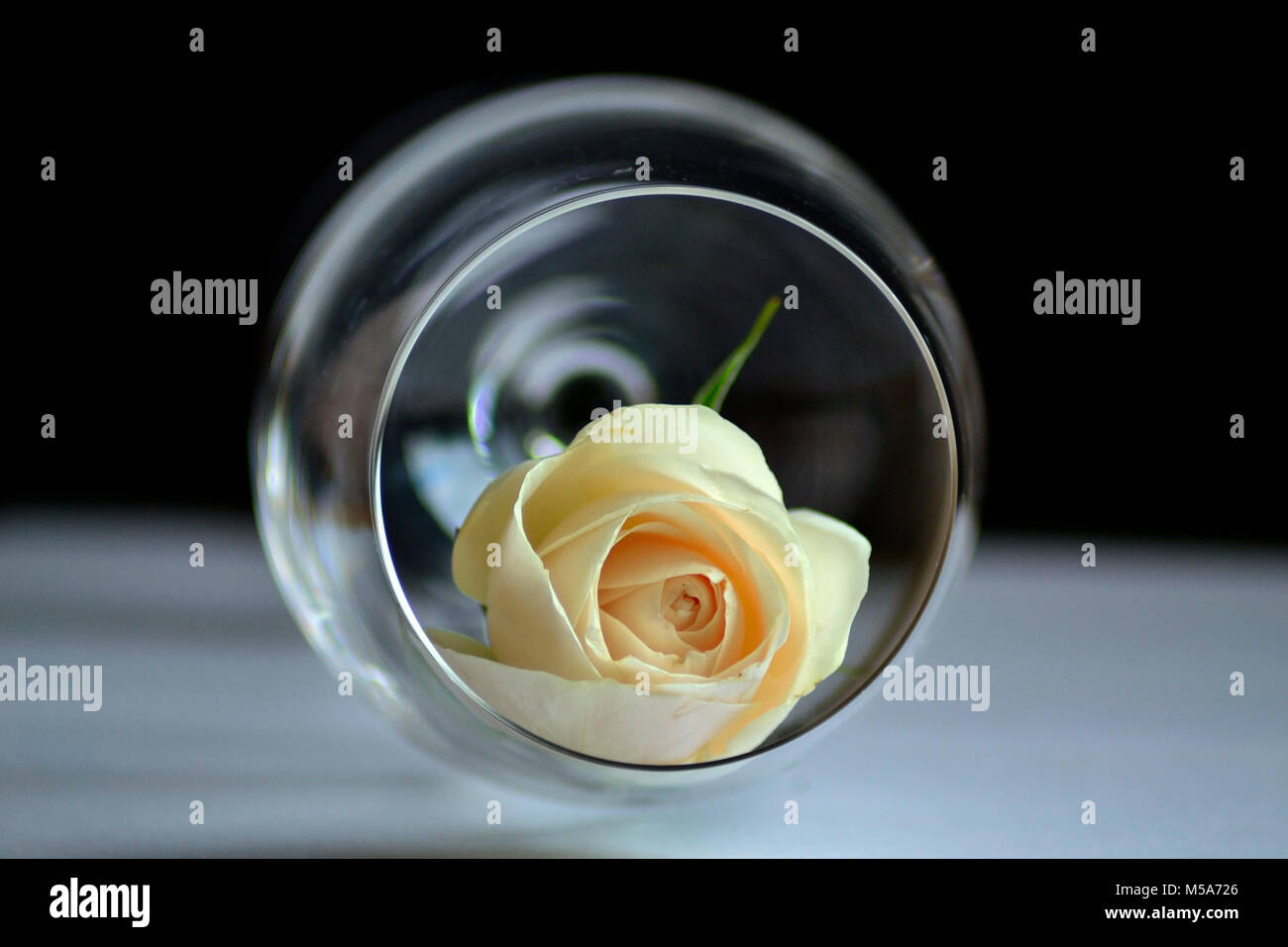 Botanicalart hi-res stock photography and images - Alamy