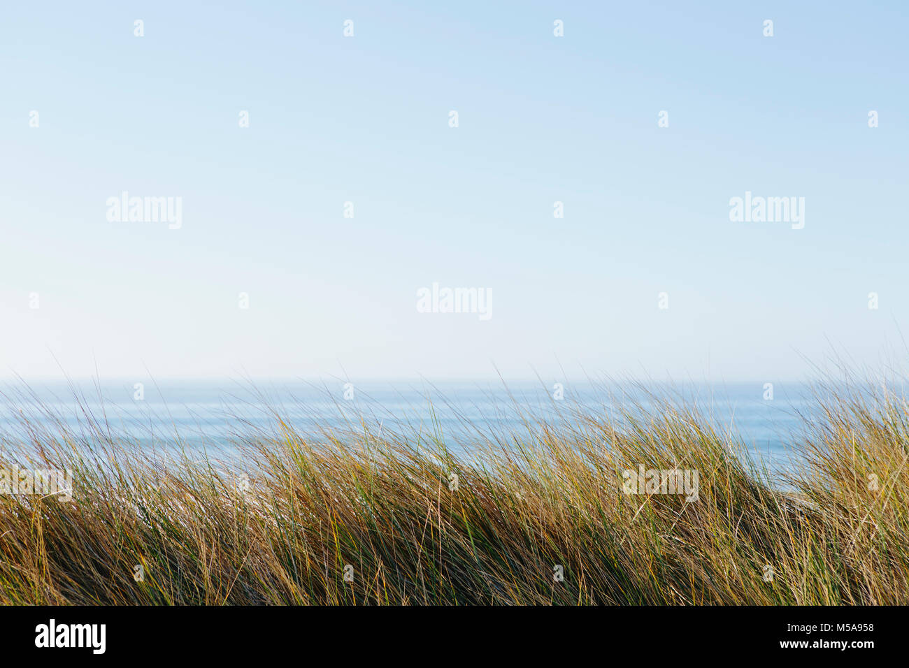 Landscape with windswept sea grasses and ocean in the distance Stock ...