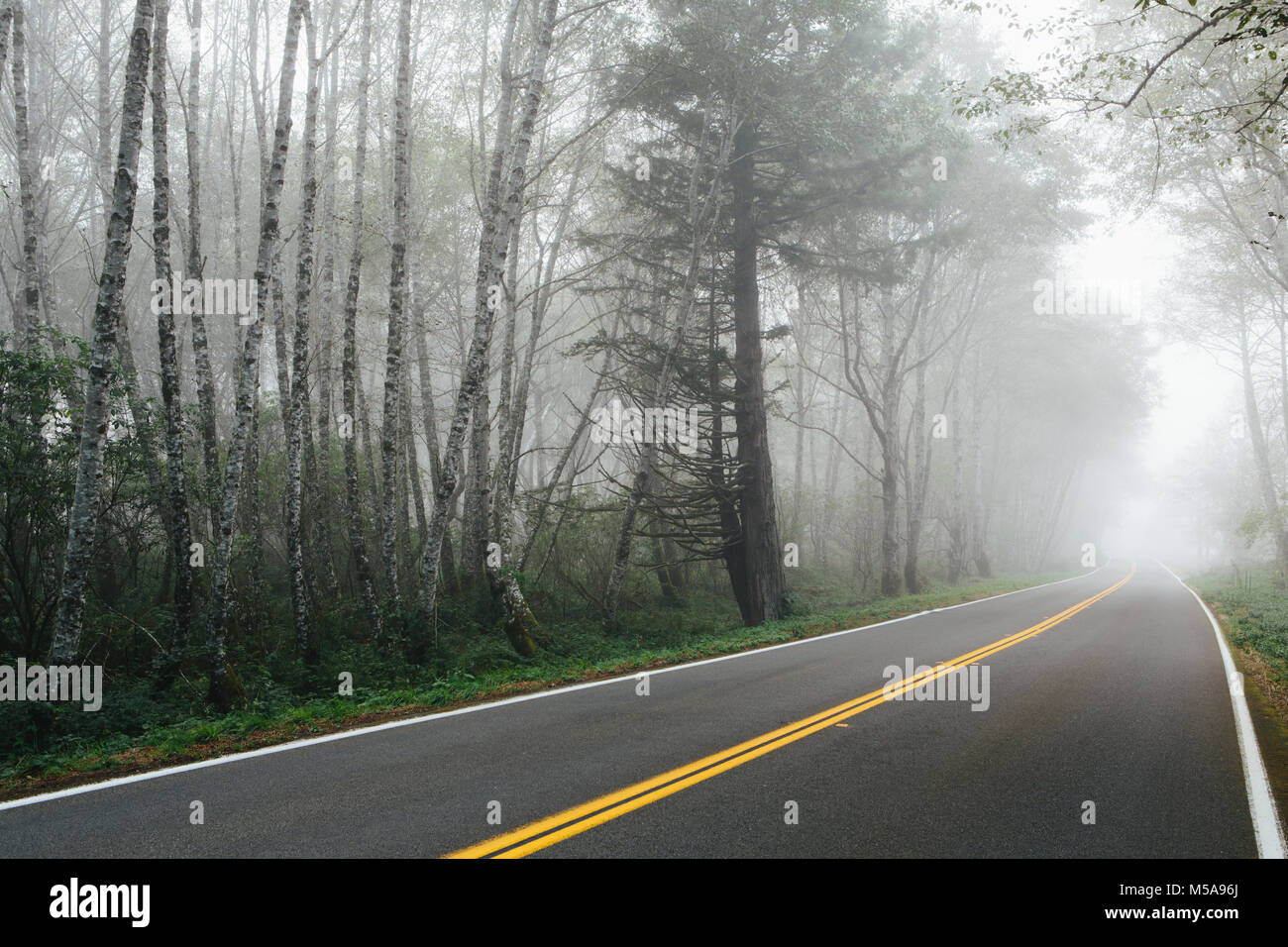 Rural highway through a forest of alder trees into the distance, mist ...