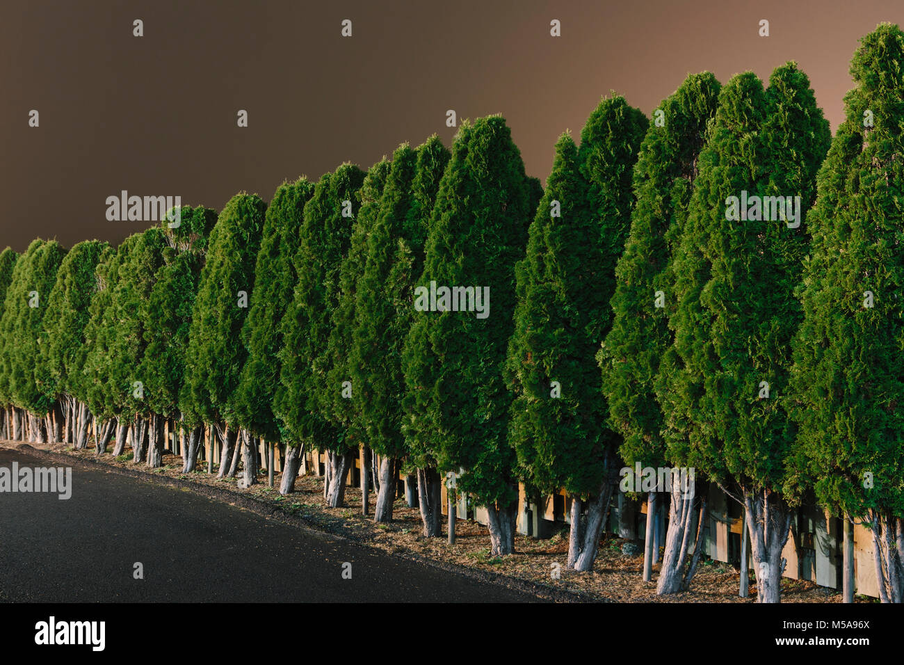 Row of evergreen trees of the same shape and height, at a parking lot ...