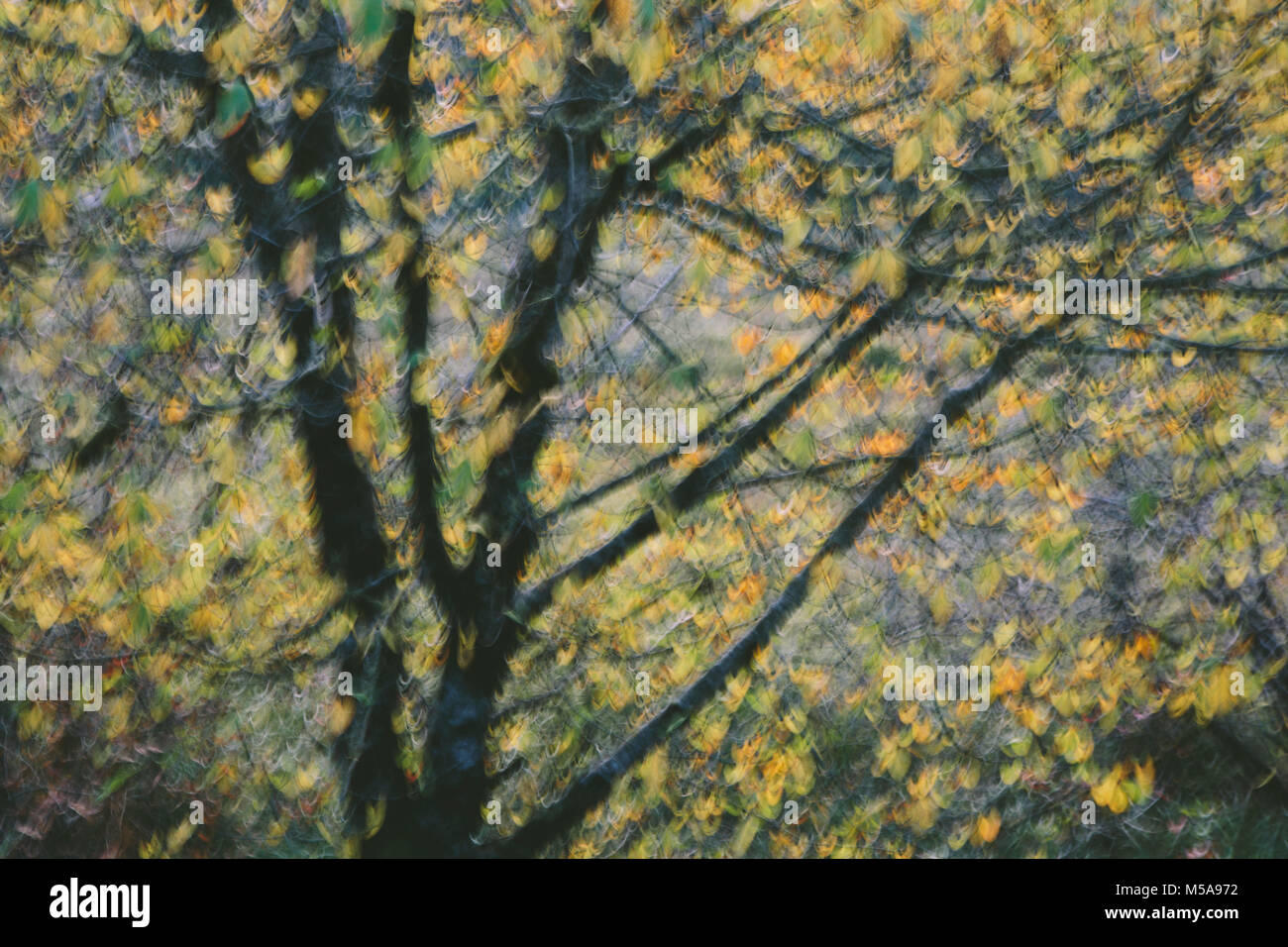 Blurred motion, a tree canopy with yellow leaves in autumn Stock Photo ...