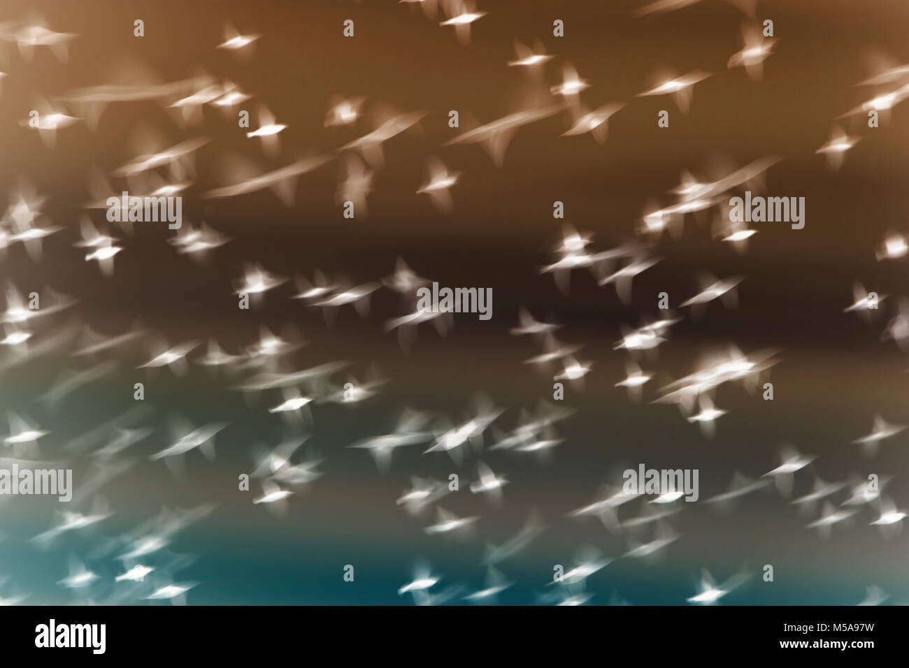 Low flying starling hi-res stock photography and images - Alamy