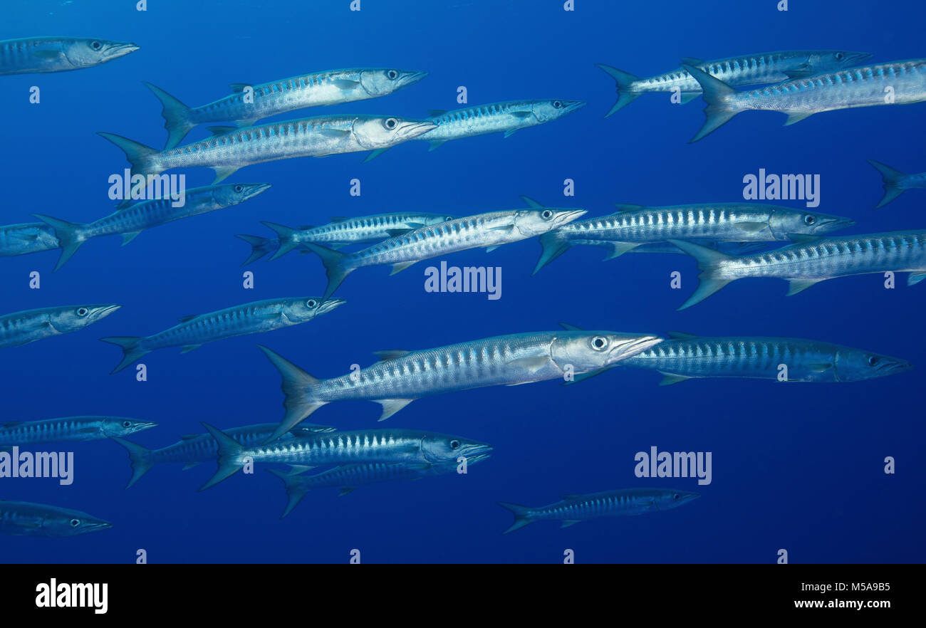 School of Blackfin barracuda in the water near the Rangiroa atoll ...