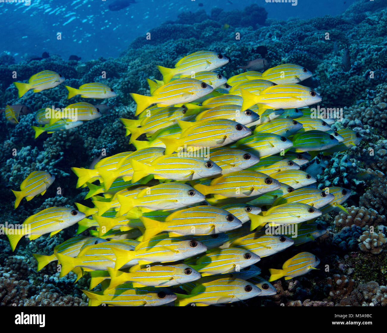 Large school of Blue-line snapper on a coral reef in French Polynesia ...