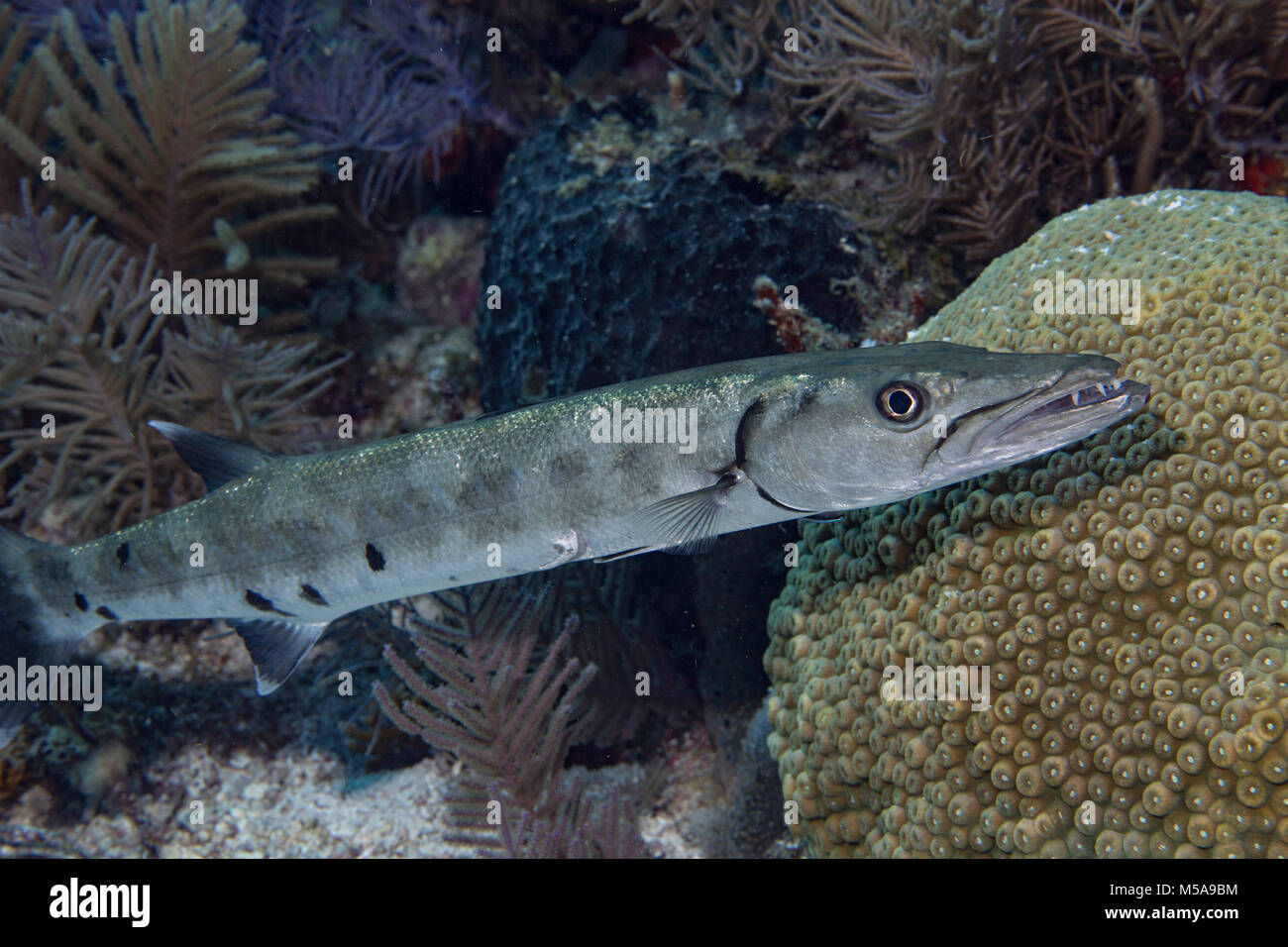 Great barracuda fish, Sphyraena barracuda, on a coral reef Stock Photo ...