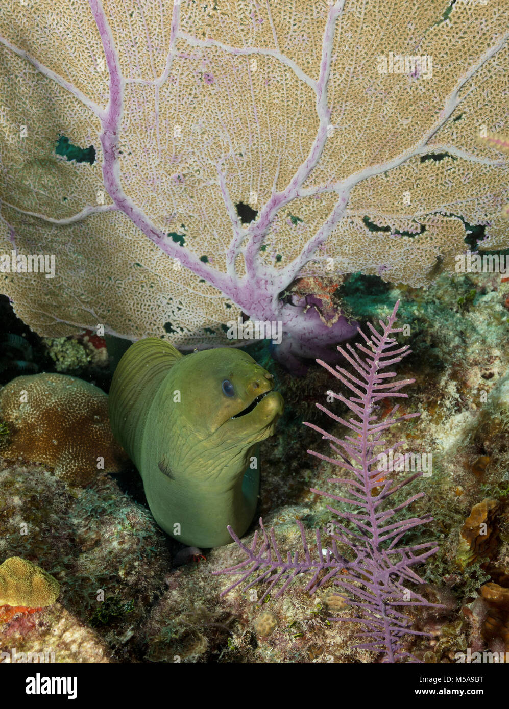 Green moray eel emerging from under a coral fan branch on coral reef ...
