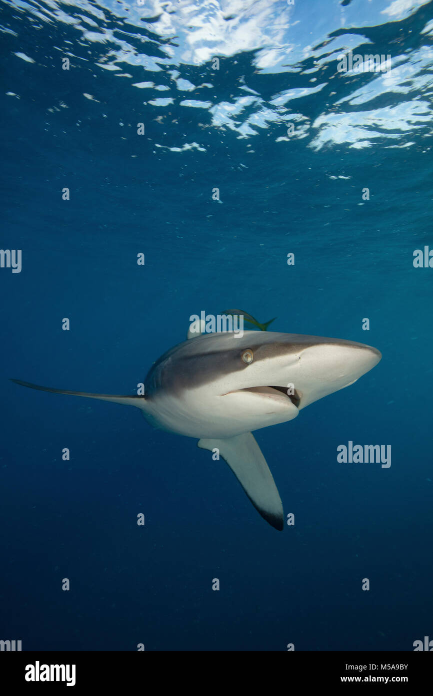 Caribbean reef shark Stock Photo - Alamy
