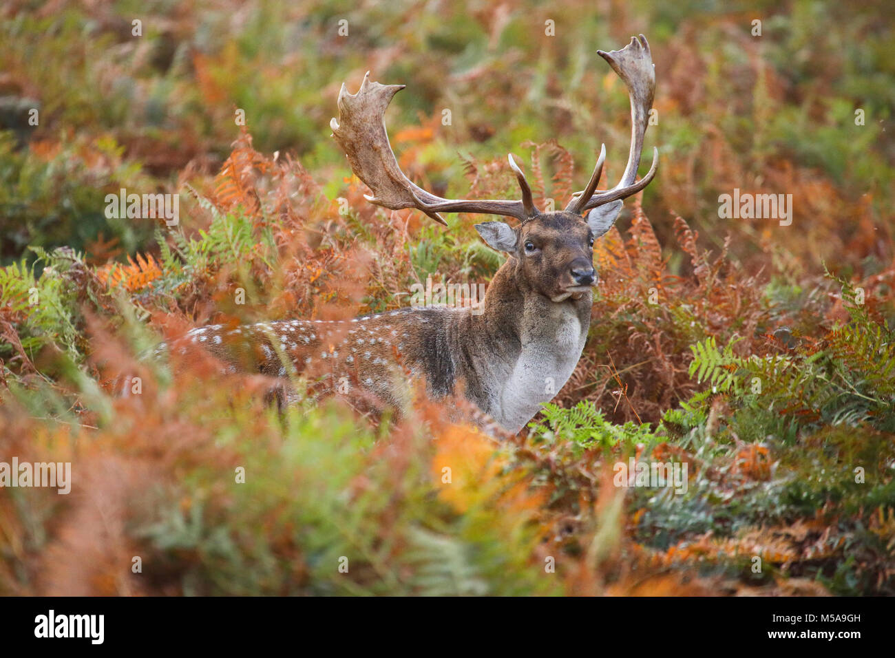 Dammhirsch, Dama dama Stock Photo - Alamy