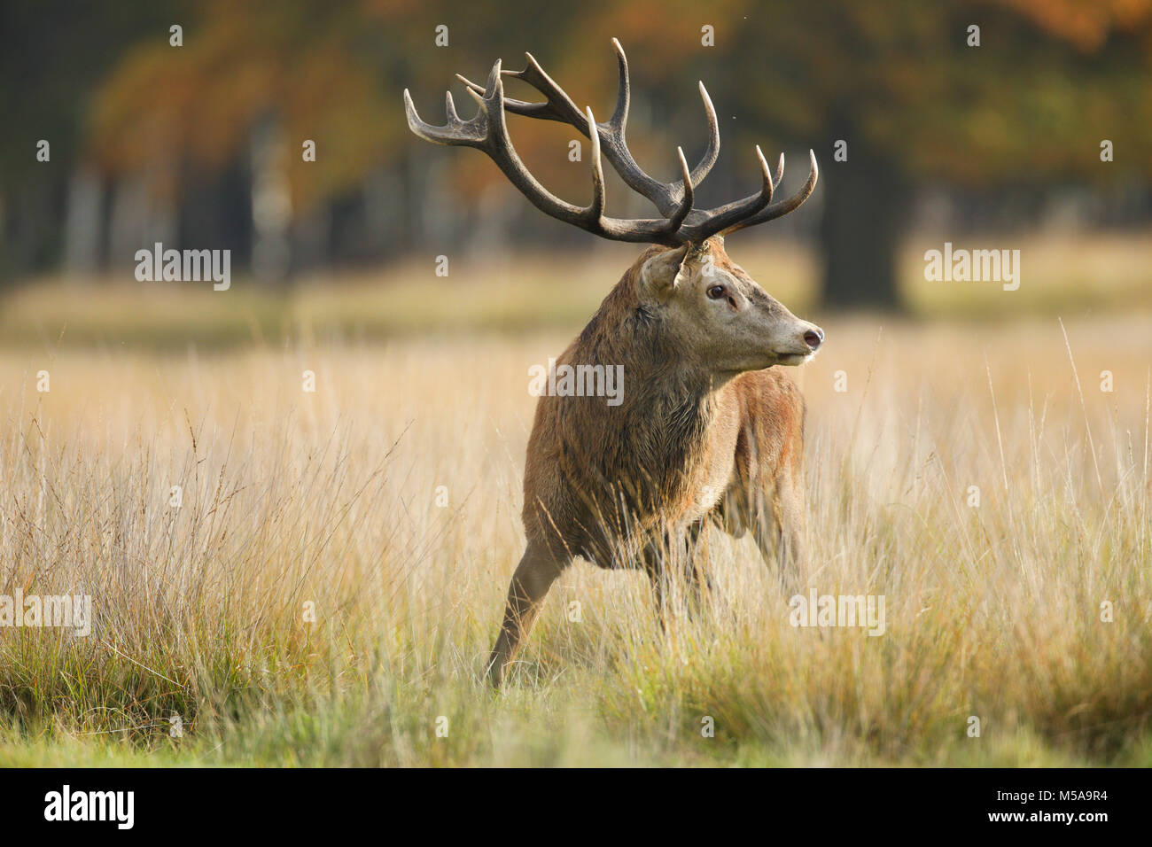 Rothirsch, Cervus elaphus Stock Photo - Alamy