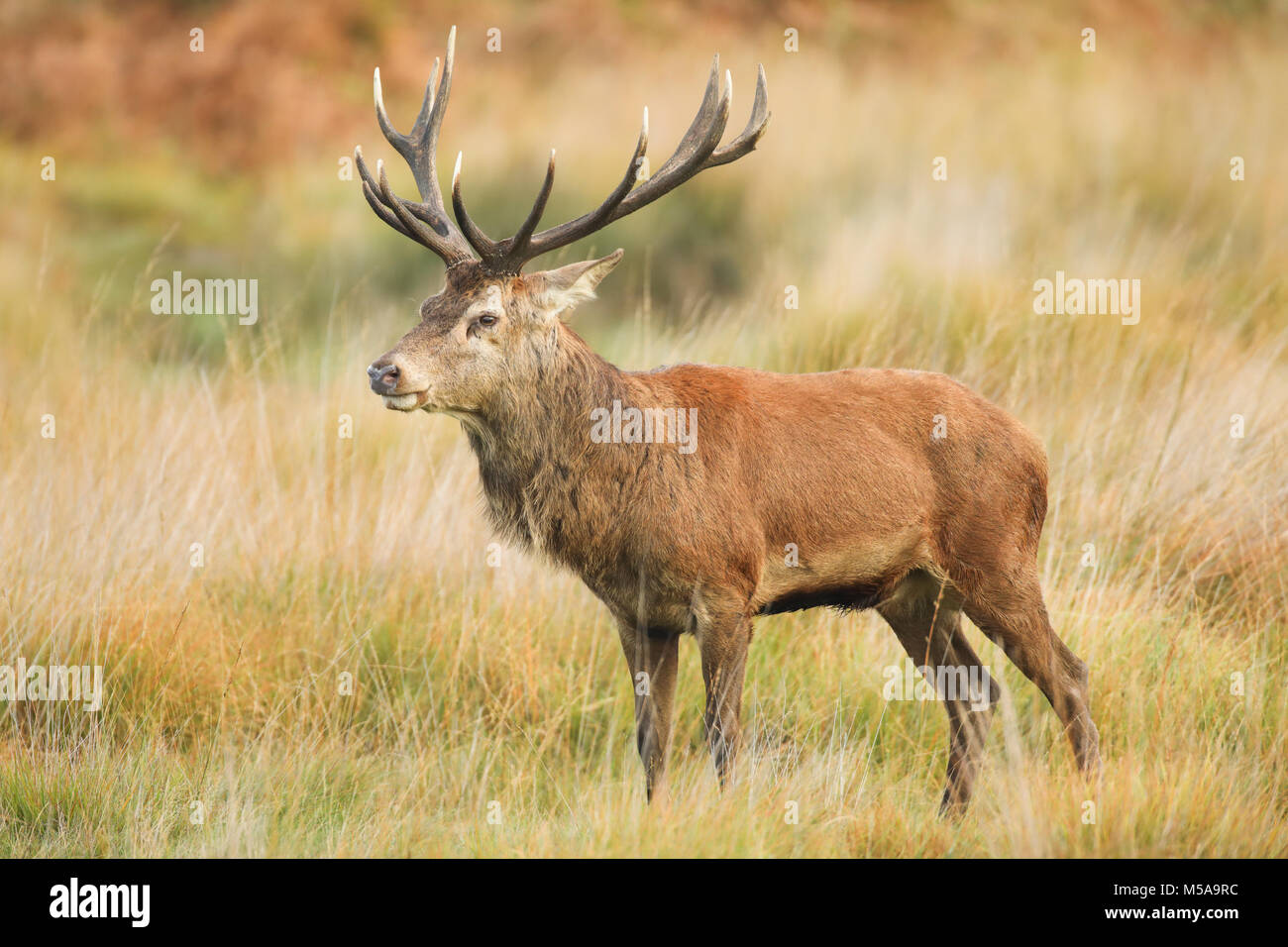 Rothirsch, Cervus elaphus Stock Photo - Alamy