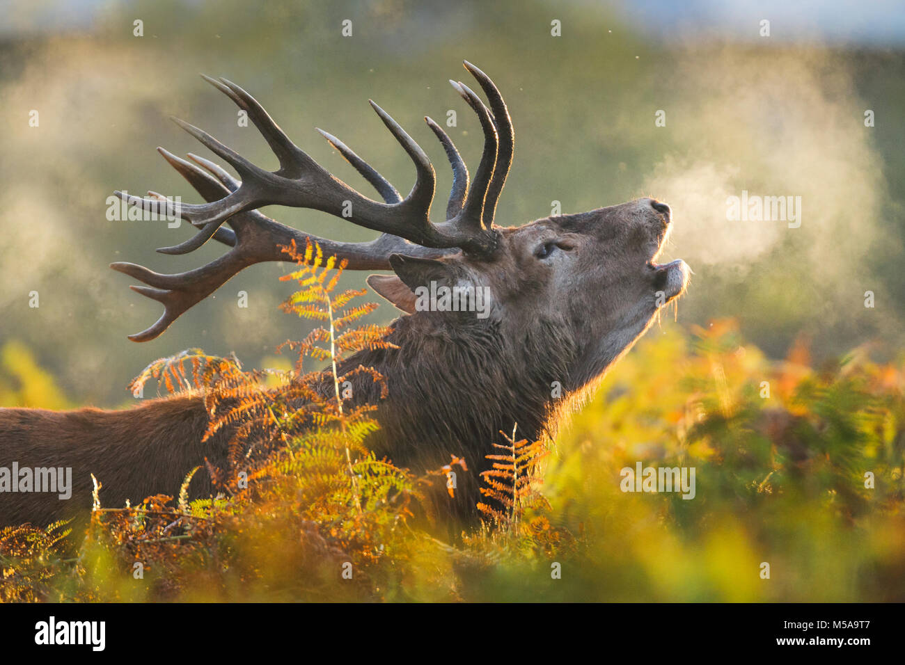 Rothirsch, Cervus elaphus Stock Photo - Alamy