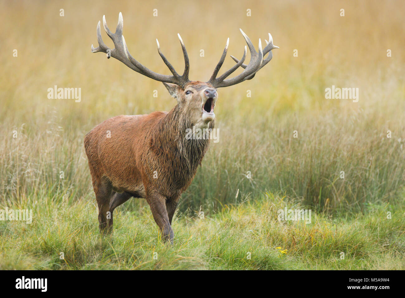 Rothirsch, Cervus elaphus Stock Photo - Alamy