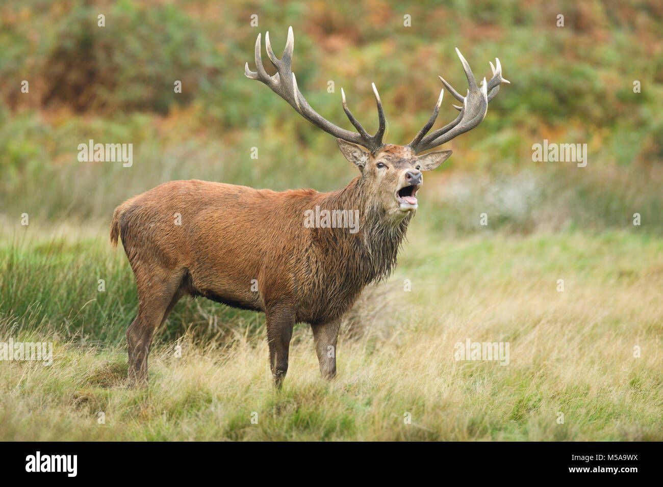 Rothirsch, Cervus elaphus Stock Photo - Alamy