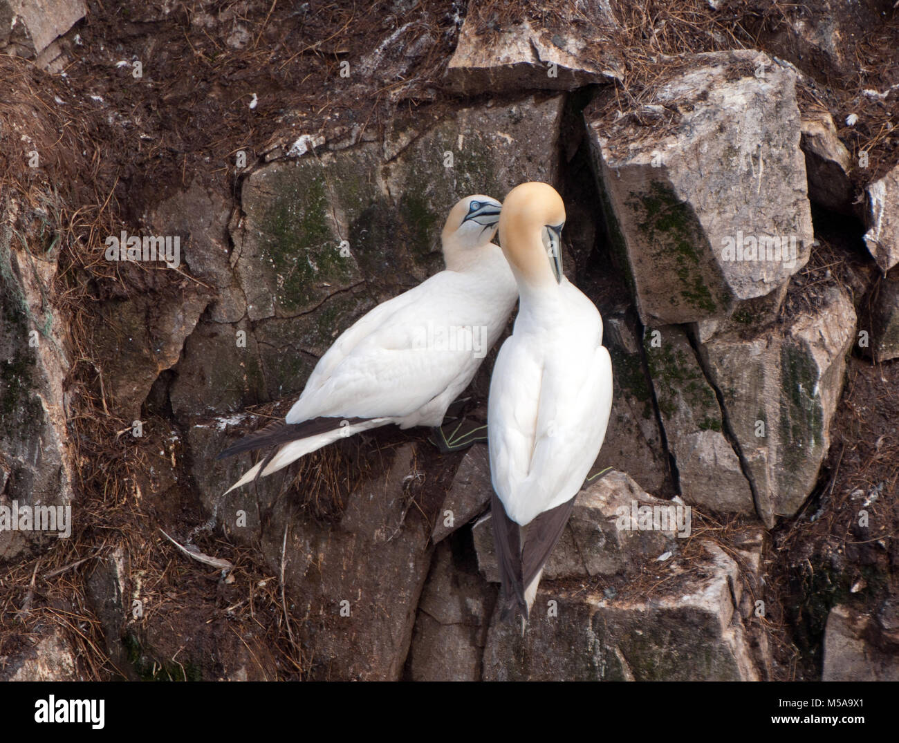 Birds of newfoundland hi-res stock photography and images - Alamy