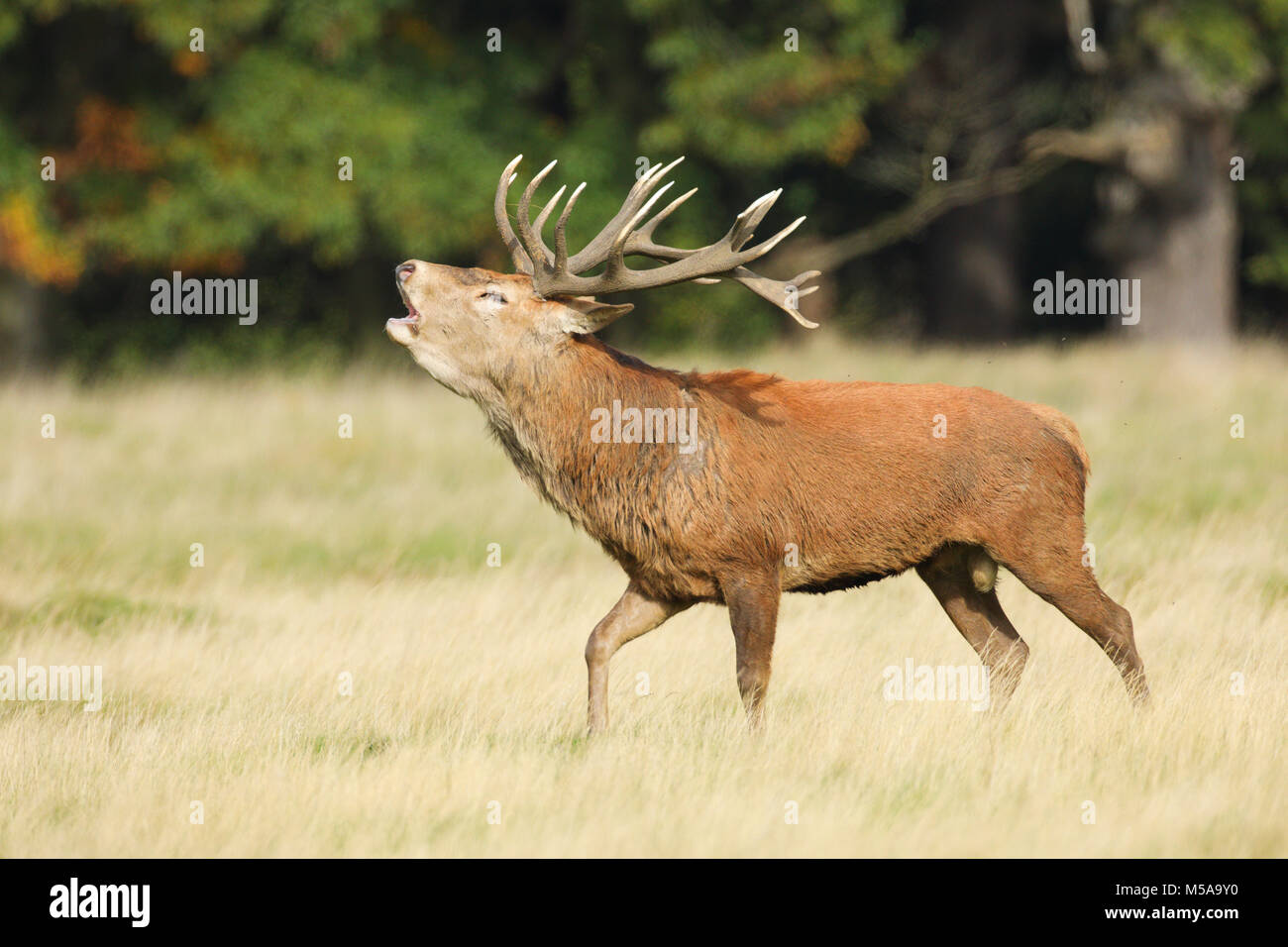 Rothirsch, Cervus elaphus Stock Photo - Alamy