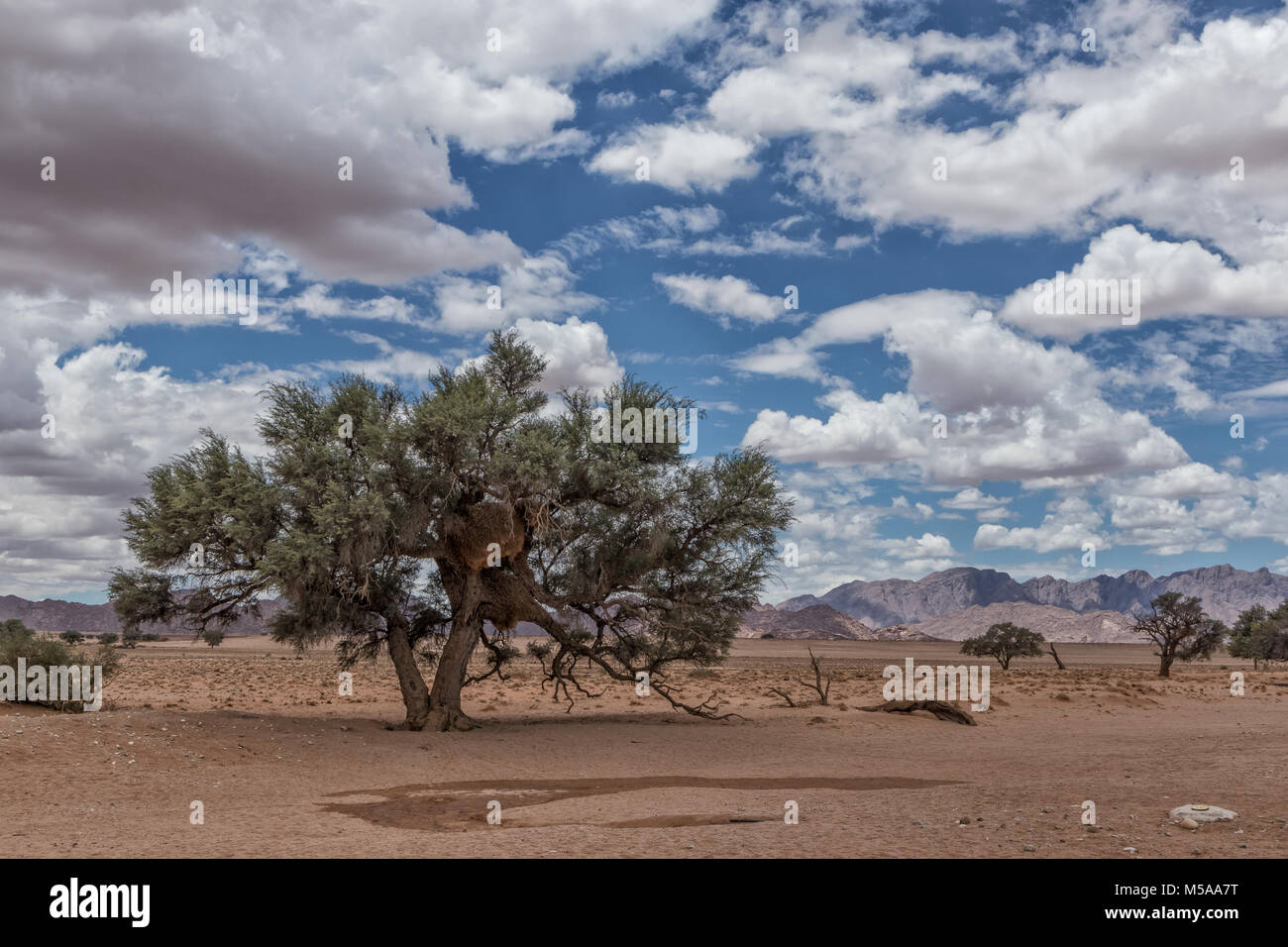 African tree in Namibia desert with mountains in background Stock Photo ...