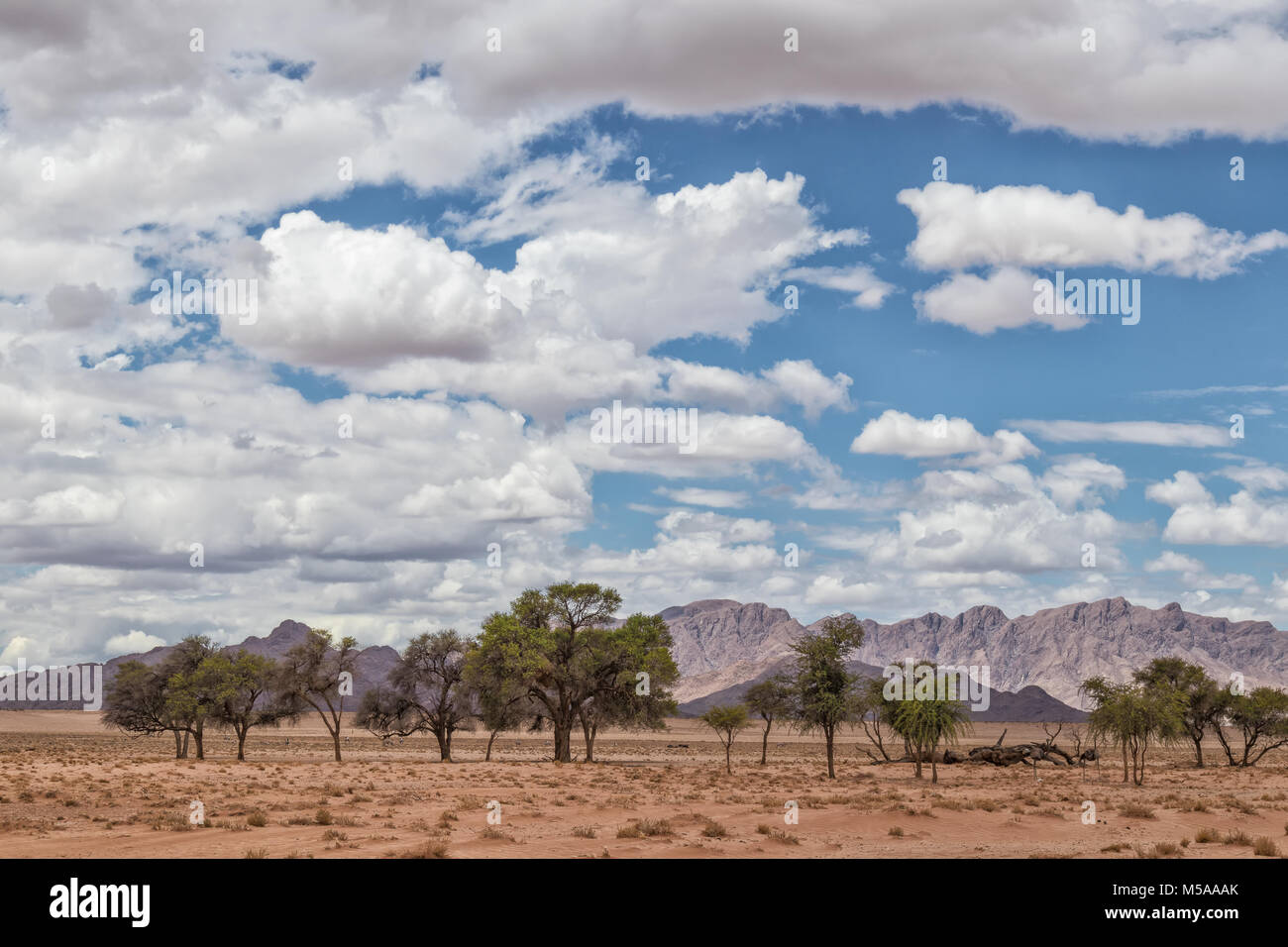 namibia desert landscape with trees and mountains. Sossusvlei Stock ...