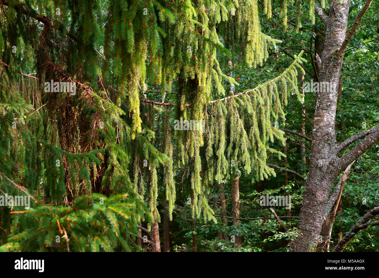 hanging branches of spruce tree, green branches of conifer Stock Photo ...