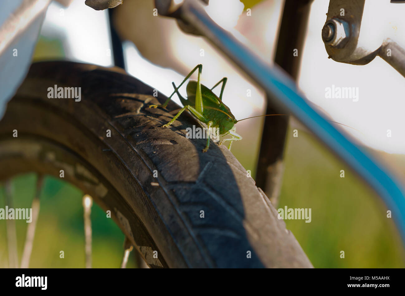 large green locust sits on a Bicycle wheel, locust sits on a Bicycle ...