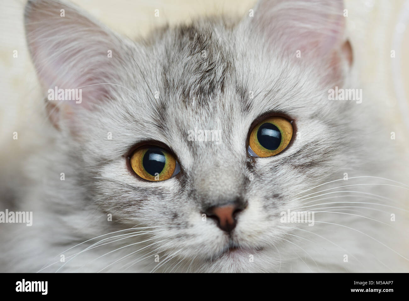 Looking in camera fluffy grey cat portrait close up Stock Photo - Alamy