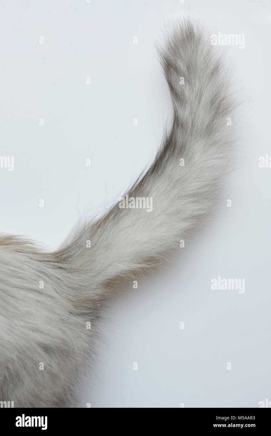 Gray fluffy cat tail isolated on white background Stock Photo - Alamy
