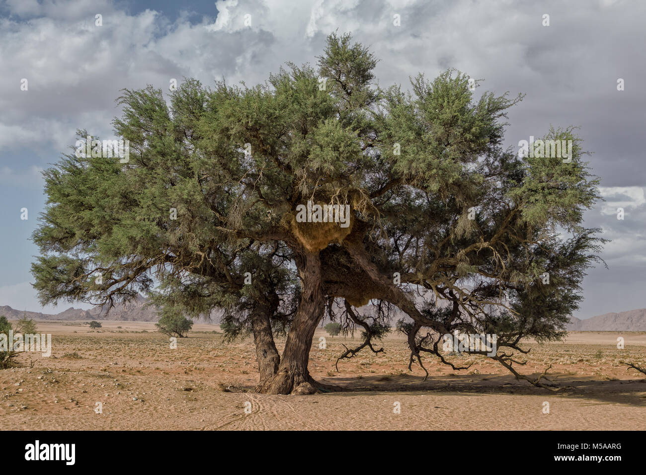 African tree in Namibia desert with mountains in background Stock Photo ...