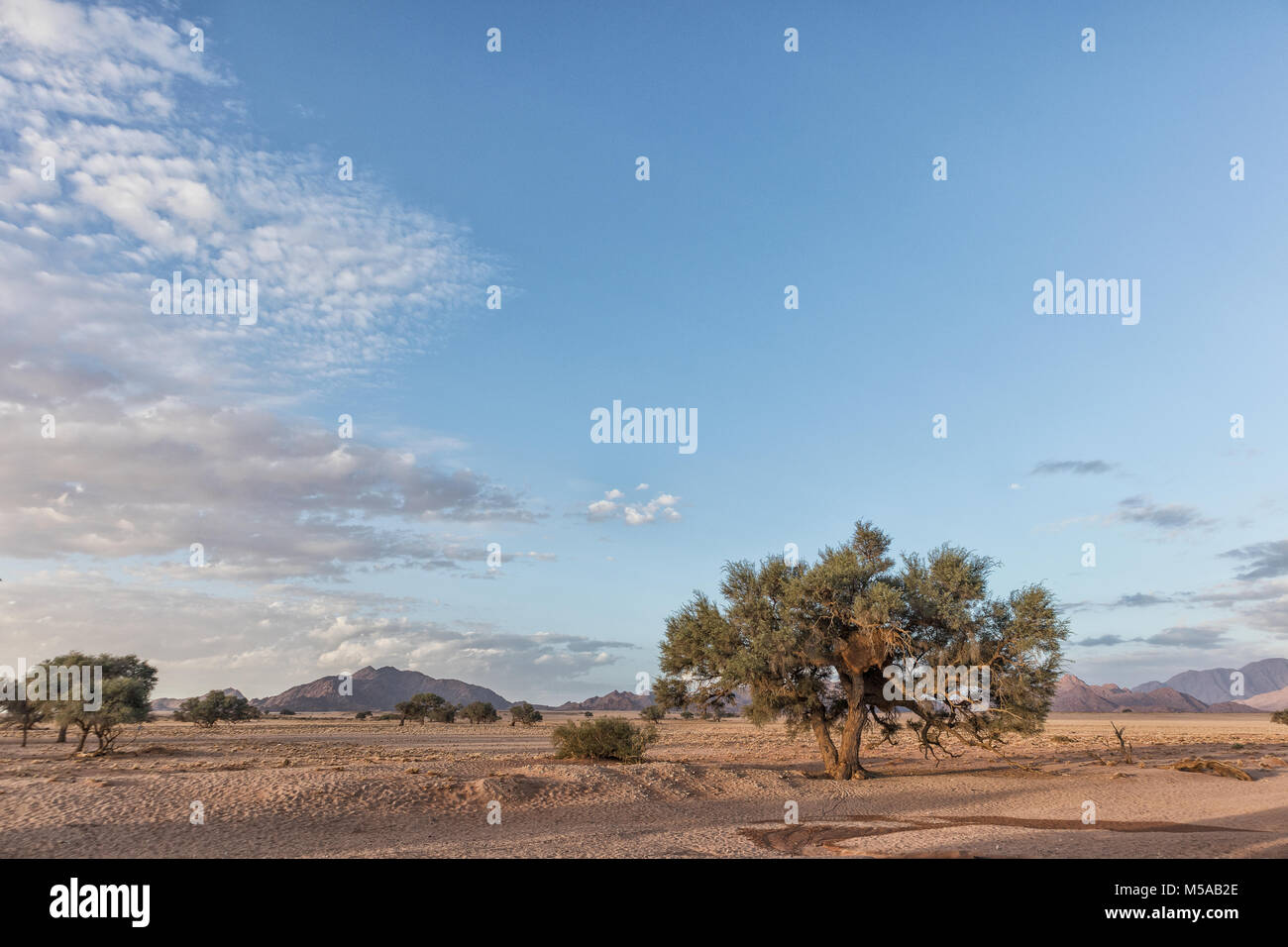 African tree in Namibia desert with mountains in background. With ...