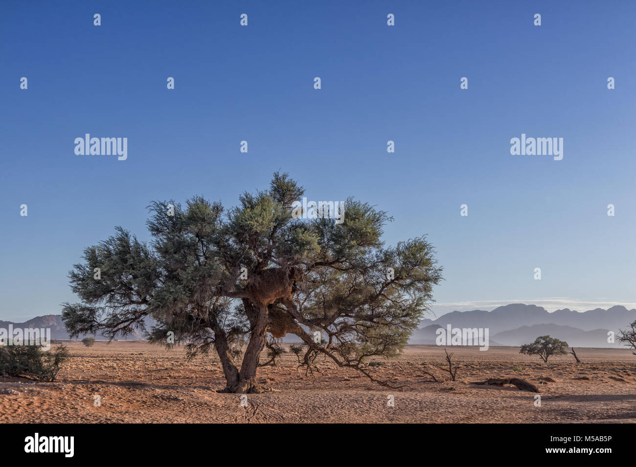 African tree in Namibia desert with mountains in background. With ...
