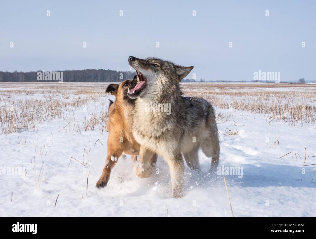 Wolf and dog playing Stock Photo - Alamy