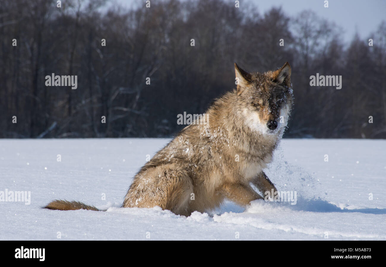 Wolf in the wild Stock Photo - Alamy