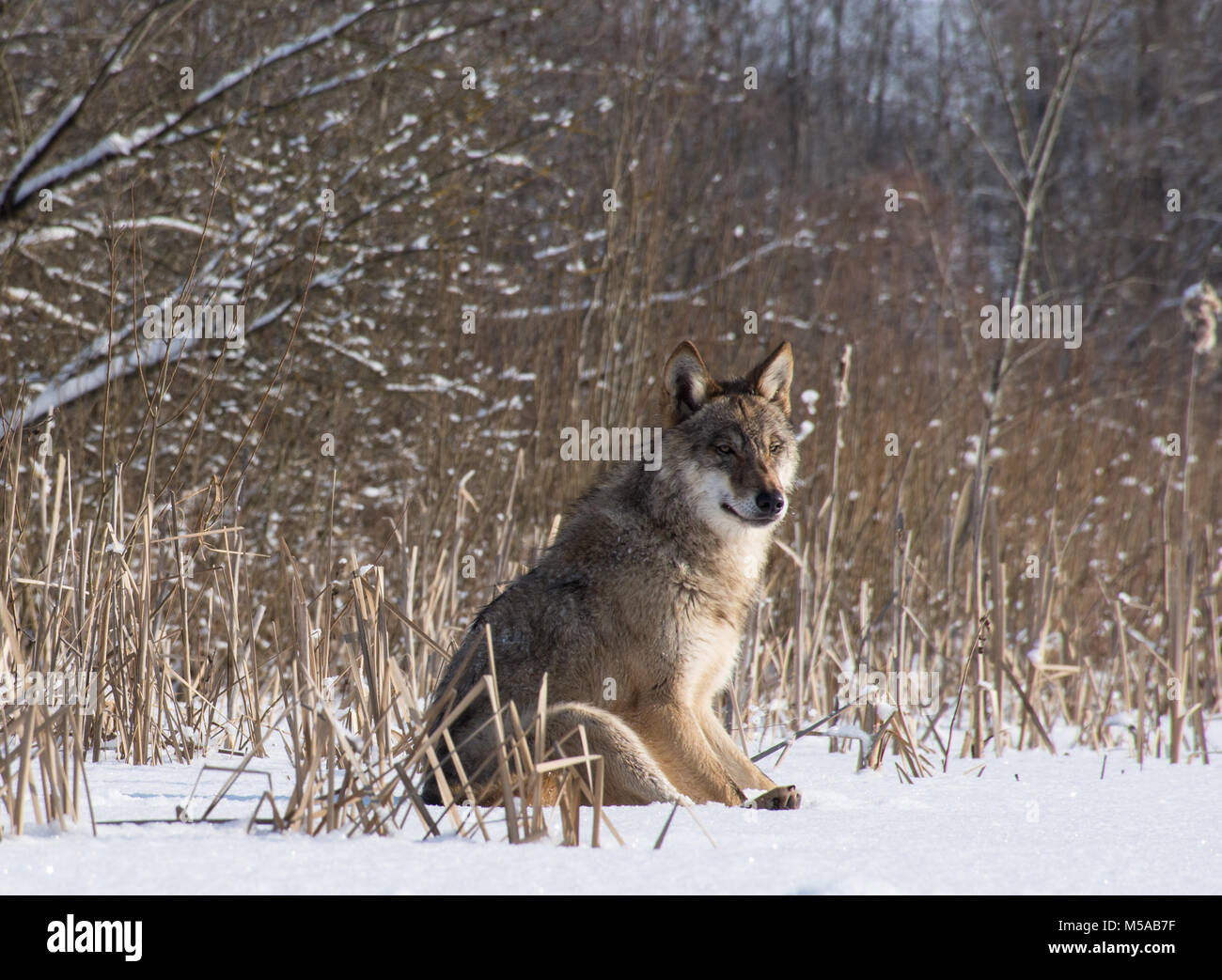 Wolf in the wild Stock Photo - Alamy