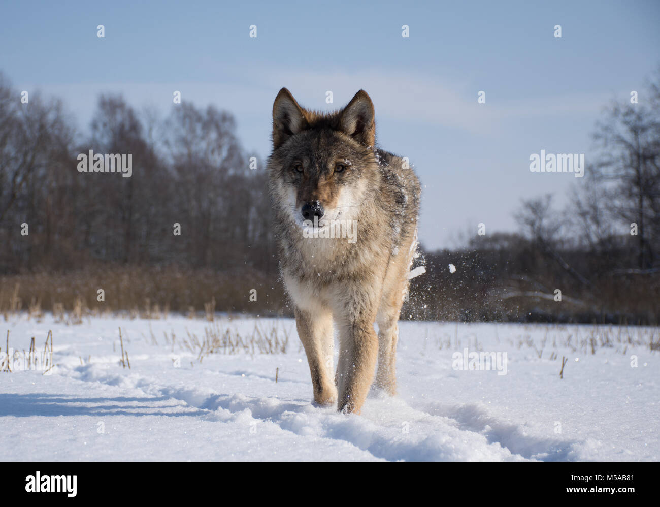 Wolf in the wild Stock Photo - Alamy
