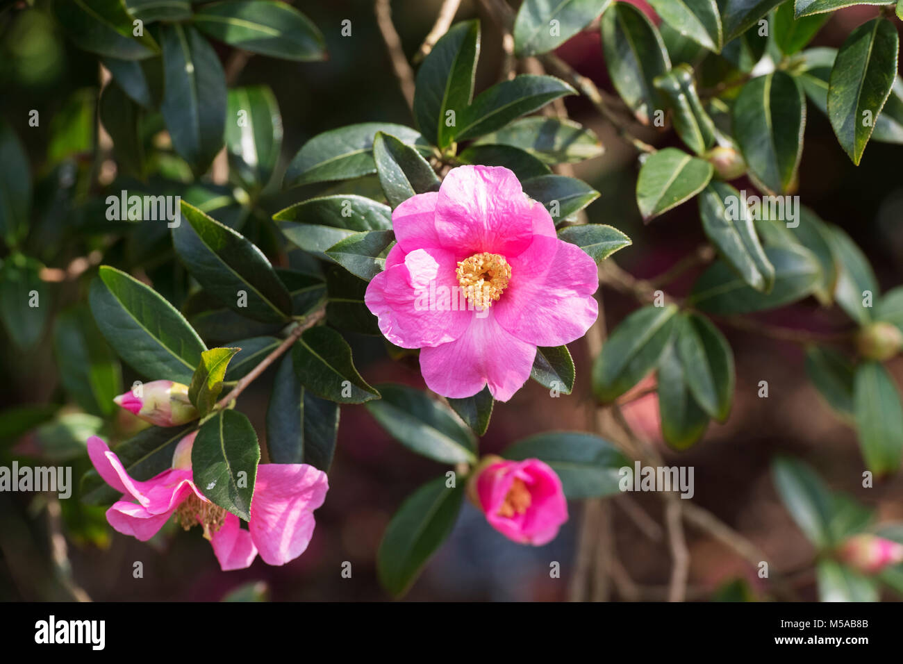 Citation x hi-res stock photography and images - Alamy