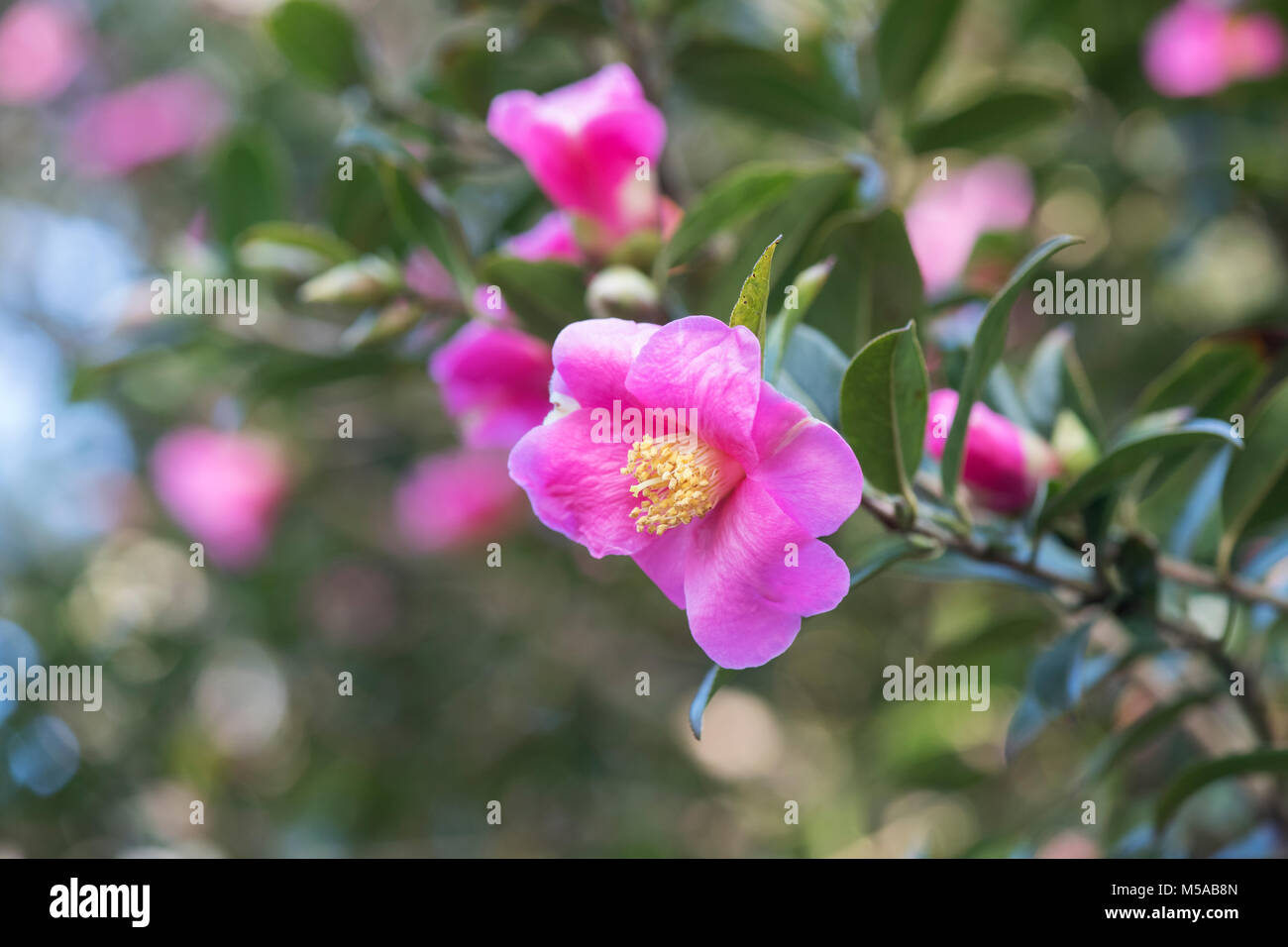 Camellia Milo Rowell High Resolution Stock Photography and Images - Alamy