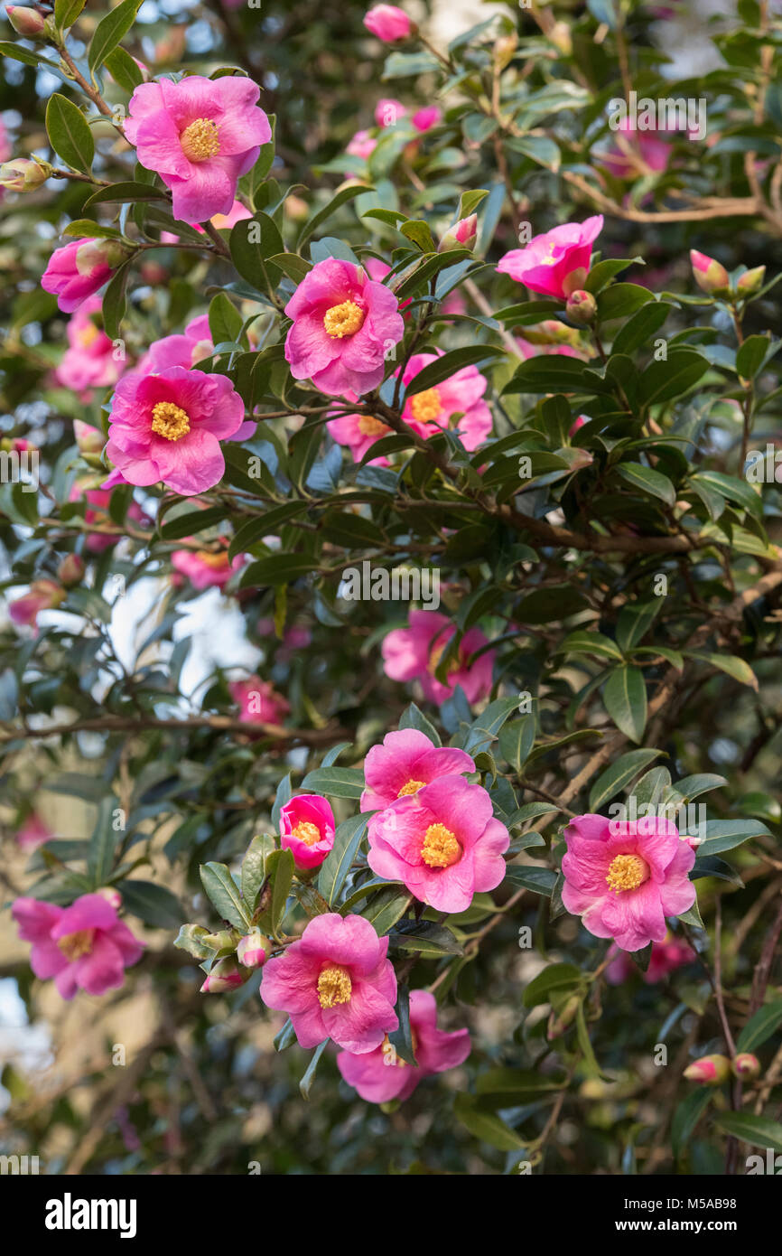 Camellia ‘Milo Rowell' flowering in february. UK Stock Photo - Alamy