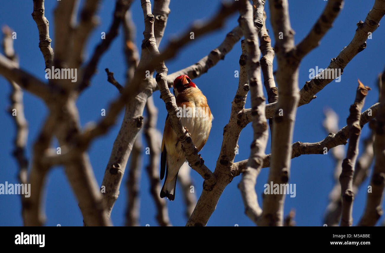 Beautiful bird amidst branches of fig tree and blue sky background ...