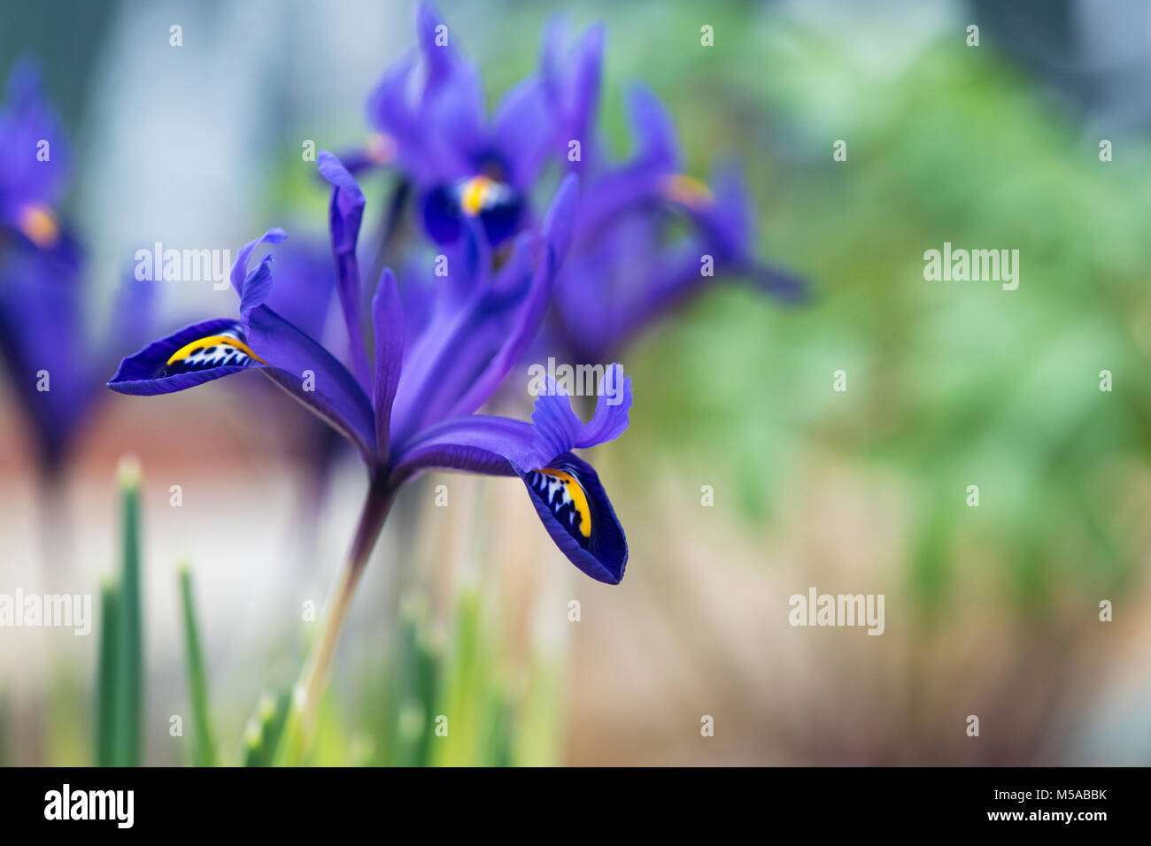 Iris reticulata ‘Pixie’ flowers in early march. Dwarf iris. UK Stock ...