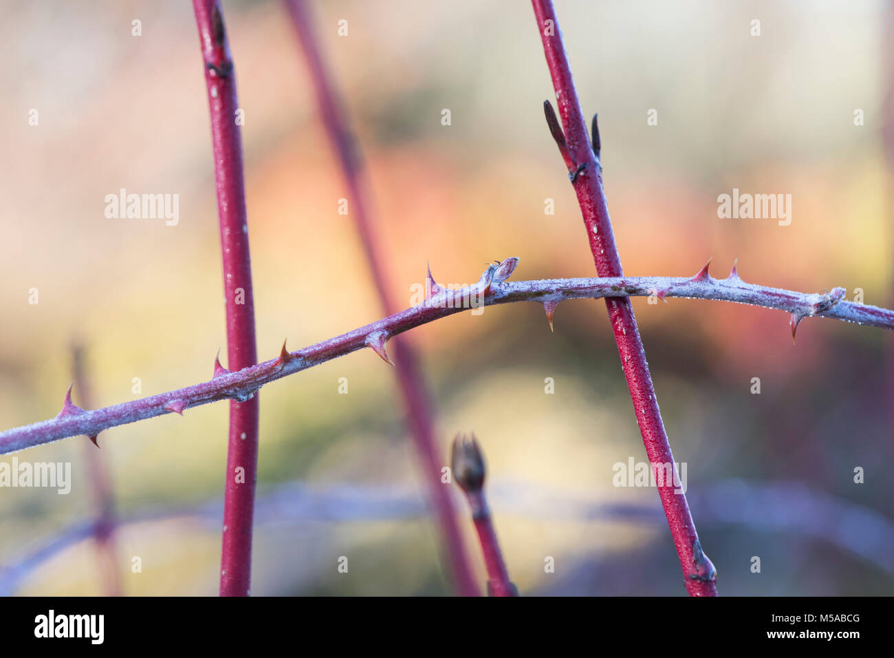 Goldenvale rubus hi-res stock photography and images - Alamy