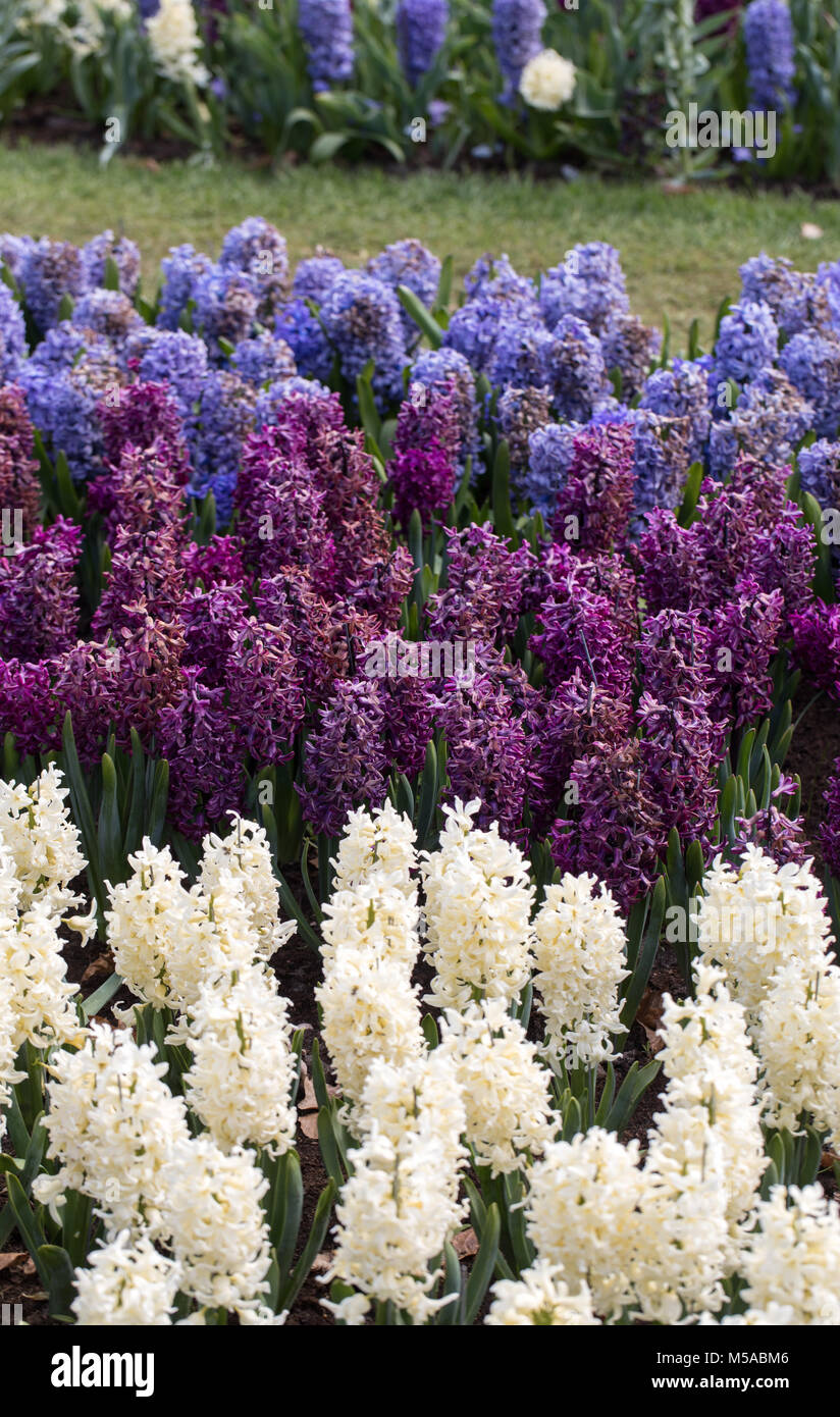 Colorful hyacinths flowers blooming in a garden Stock Photo - Alamy