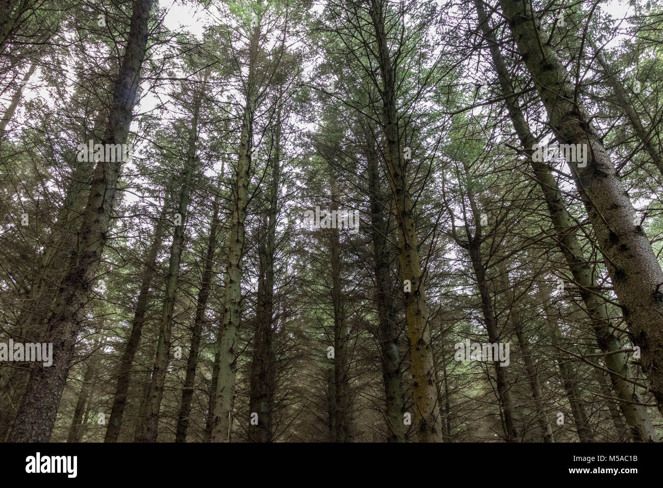 View pine trees upward view hi-res stock photography and images - Alamy