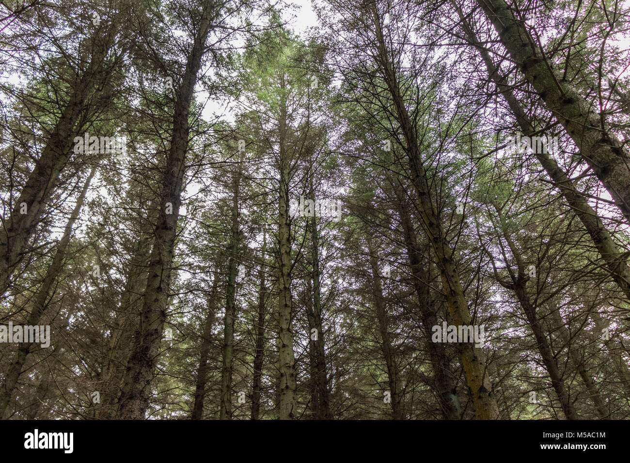 Old conifer mature tree hi-res stock photography and images - Alamy