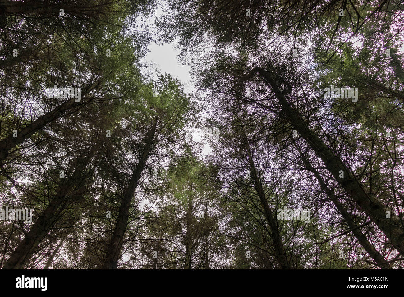 Old conifer mature tree hi-res stock photography and images - Alamy