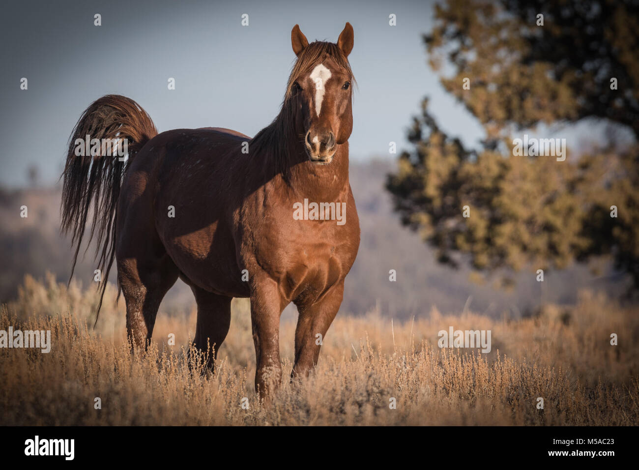 USA Wild Mustang Stallion Steen Moutains Eastern Oregon Pacific ...