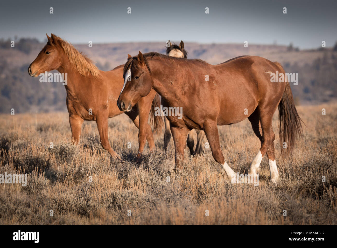 USA Wild Mustangs Steen Mountain Praire Eastern Oregon Pacific ...