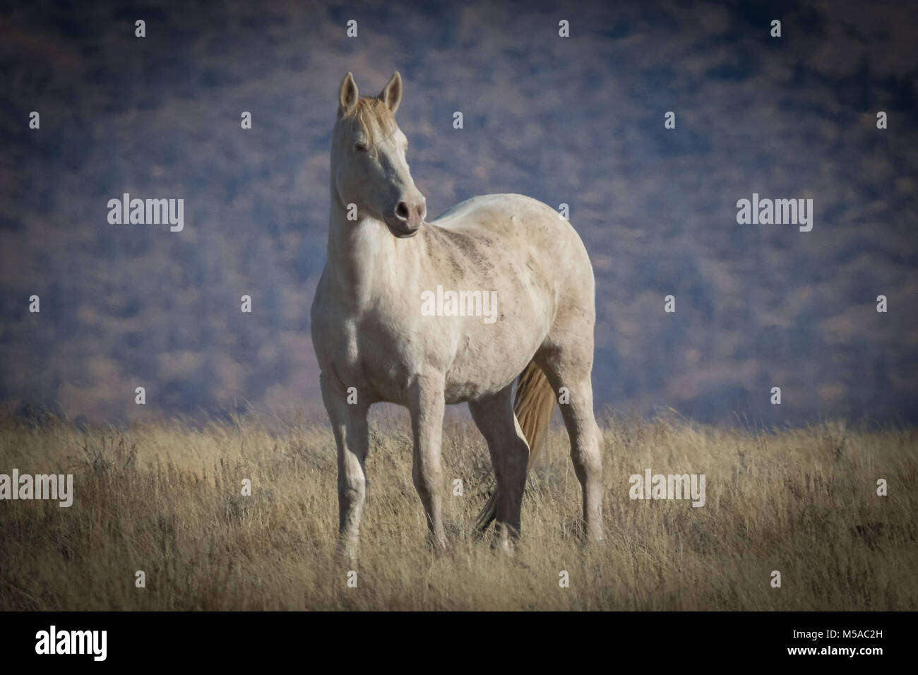 USA White Wild Mustang Steen Mountains Eastern Oregon Pacific Northwest ...