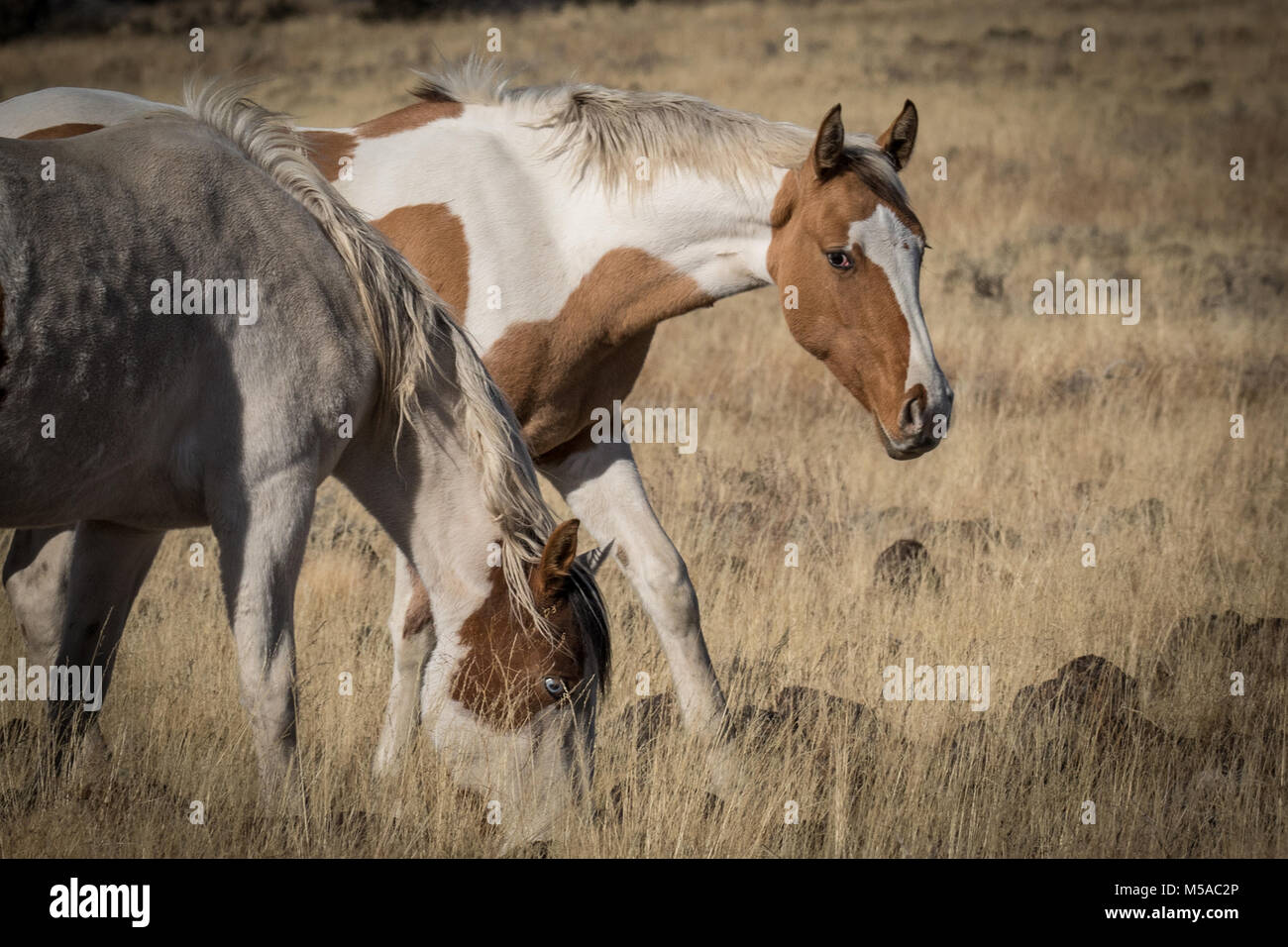 USA Wild Mustang Pair Steen Mountains Eastern Oregon Pacific Northwest ...